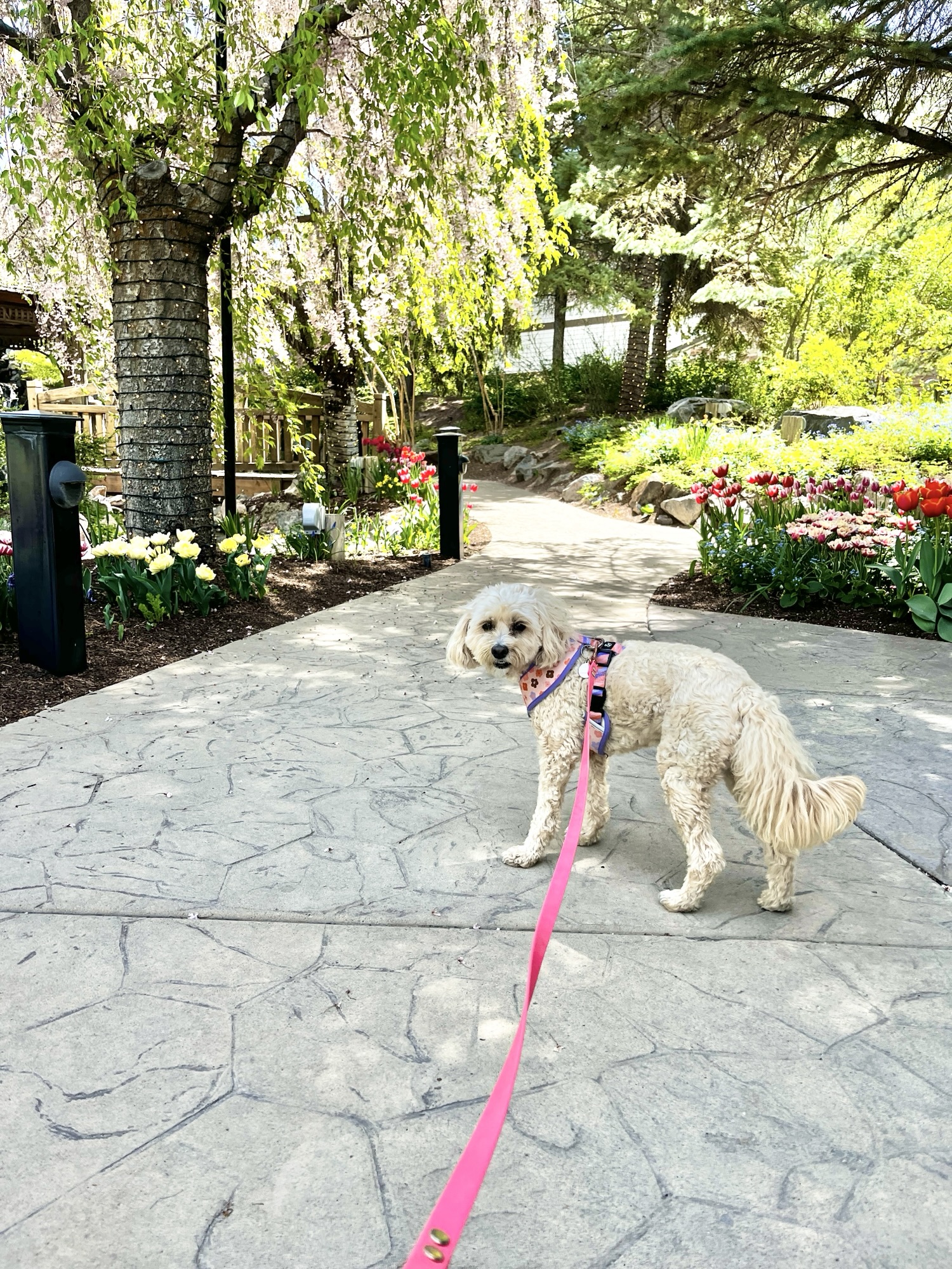 The best places to see tulips with your dog in Utah – Honey Boo the ...