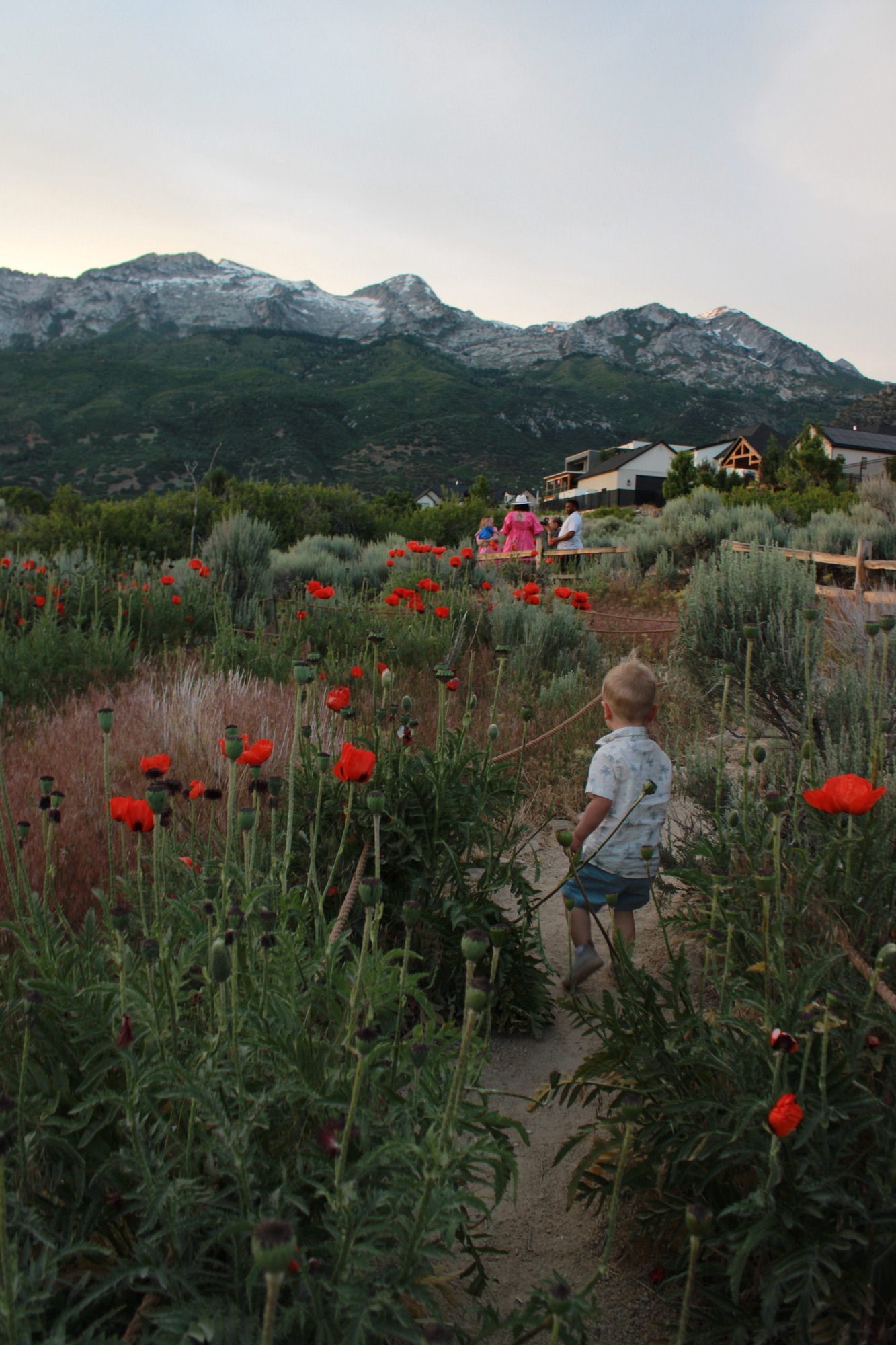 Dog Friendly Hike | Exploring Alpine, Utah’s Poppy Garden – Honey Boo ...